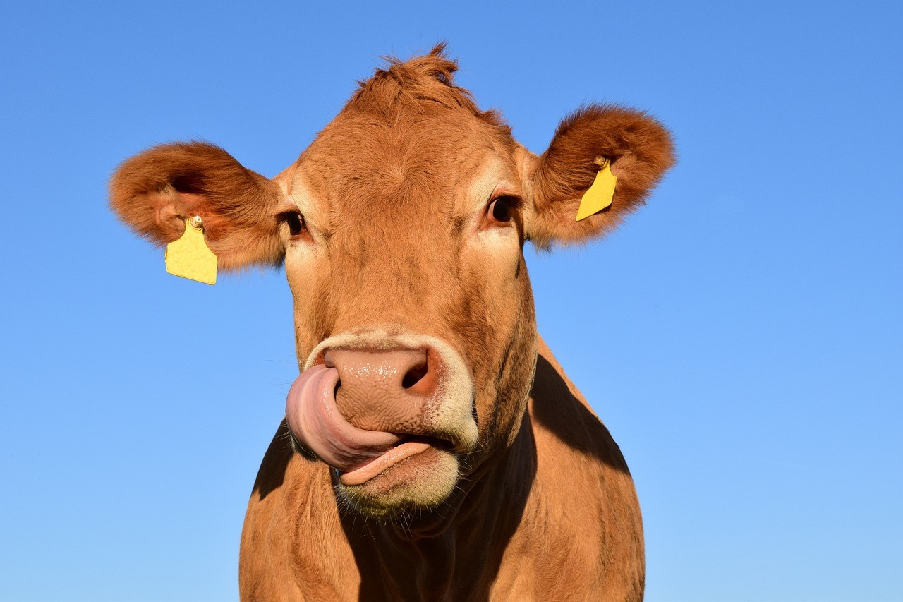 Pourquoi les vaches produisent trop de gaz à effet de serre – Regards ... Pourquoi les vaches produisent trop de gaz à effet de serre – Regards ...